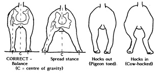 The British Chihuahua Club